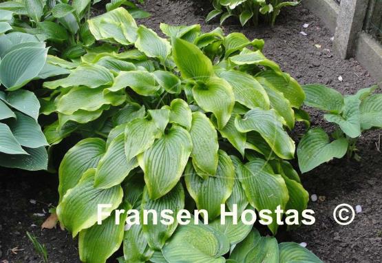 Hosta kikutii 'Kifukurin' - Fransen Hostas