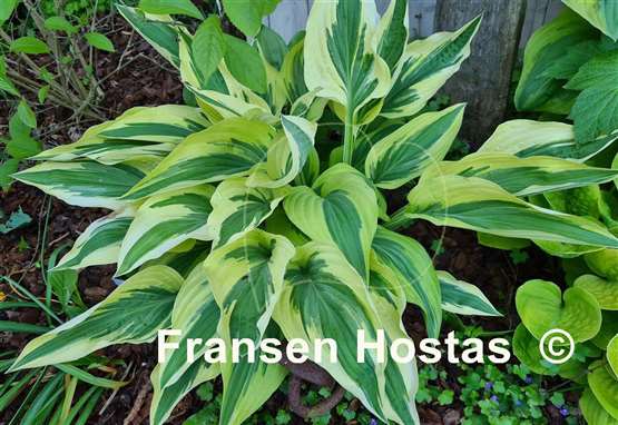 Hosta Lakeside Dragonfly - Fransen Hostas