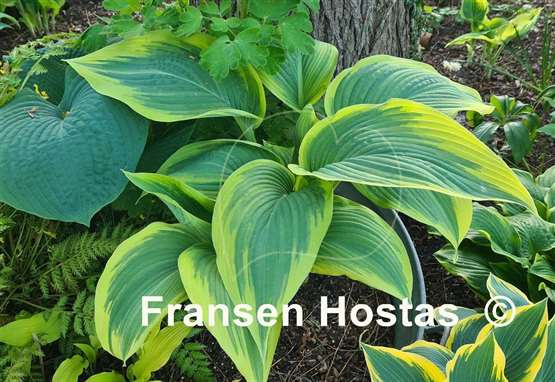 Hosta Lakeside Fancy Pants - Fransen Hostas