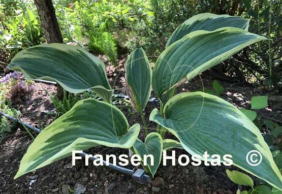 Hosta Lakeside Fancy Pants - Fransen Hostas