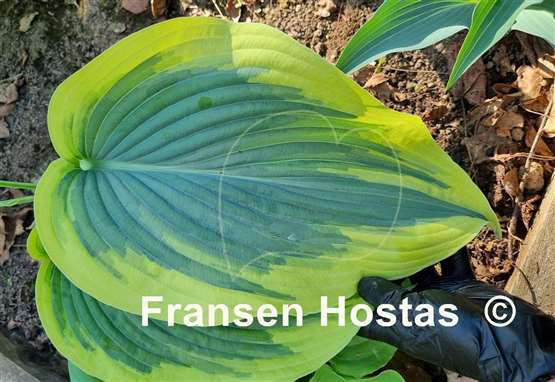 Hosta Lakeside Fancy Pants - Fransen Hostas