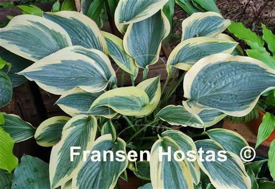 Hosta Lakeside Fancy Pants - Fransen Hostas