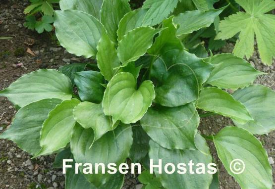 Hosta Lakeside Black Satin - Fransen Hostas