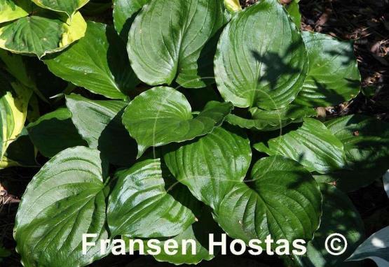 Hosta Lakeside Black Satin - Fransen Hostas