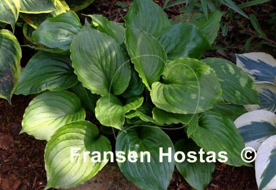 Hosta Lakeside Black Satin - Fransen Hostas