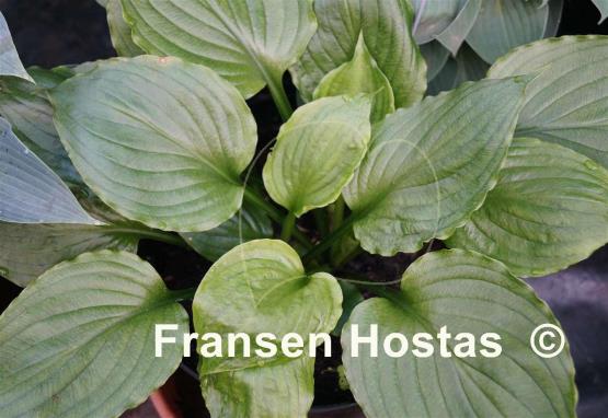 Hosta Lakeside Black Satin - Fransen Hostas