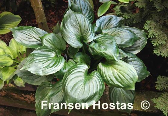 Hosta Lakeside Black Satin - Fransen Hostas
