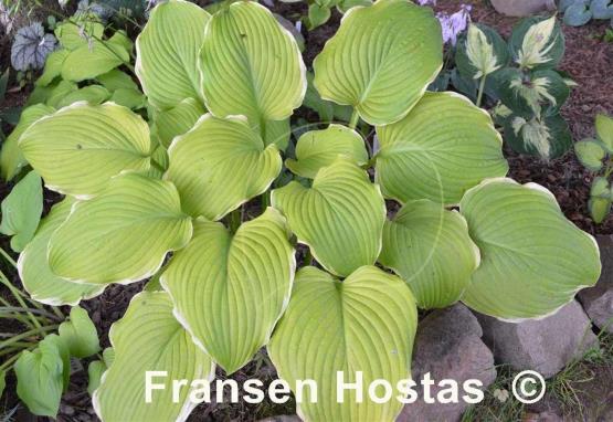 Hosta Lakeside Cha Cha - Fransen Hostas