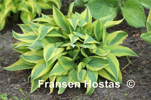 Hosta Lakeside Dragonfly - Fransen Hostas