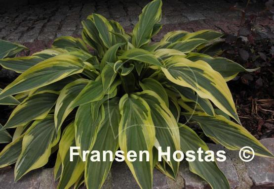 Hosta Lakeside Dragonfly - Fransen Hostas
