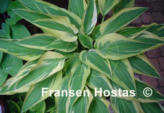 Hosta Lakeside Dragonfly - Fransen Hostas