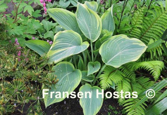 Hosta Lakeside Fancy Pants - Fransen Hostas