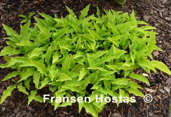 Hosta Lemon Lime - Fransen Hostas