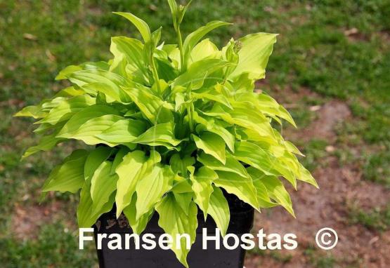 Hosta Lemon Lime - Fransen Hostas
