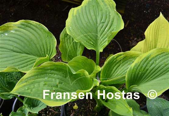 Hosta Light Ray - Fransen Hostas
