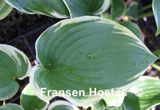 Hosta Light Ray - Fransen Hostas