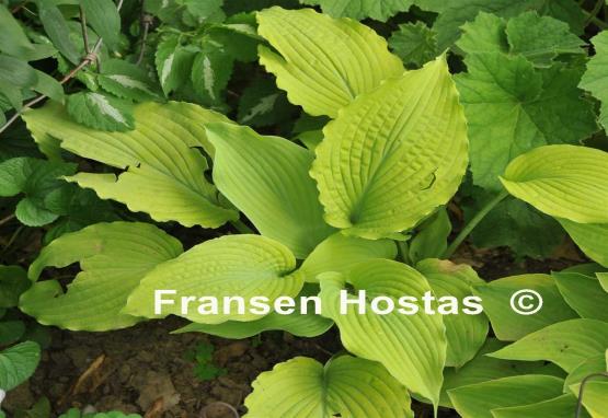 Hosta Lime Ripple - Fransen Hostas