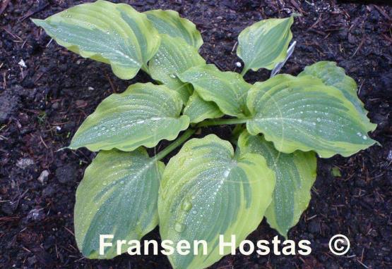 Hosta Lime Smoothie - Fransen Hostas