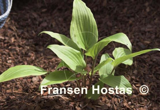 Hosta longipes 'Katsuragawa Beni' - Fransen Hostas