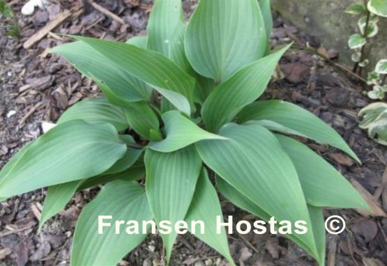 Hosta longipes f. hypoglauca - Fransen Hostas
