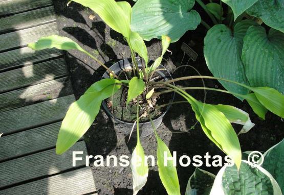 Hosta longipes f. sparsa - Fransen Hostas