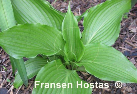 Hosta longipes var. latifolia 'Izu' - Fransen Hostas