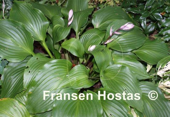 Hosta longipes var. latifolia 'Izu' - Fransen Hostas