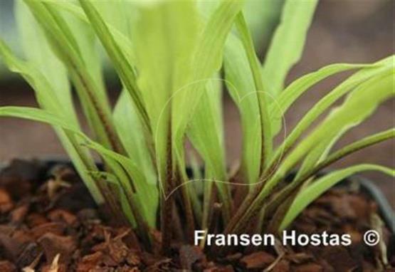Hosta longipes 'Golden Dwarf' - Fransen Hostas