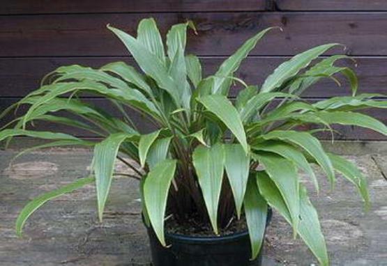 Hosta longipes f. sparsa - Fransen Hostas