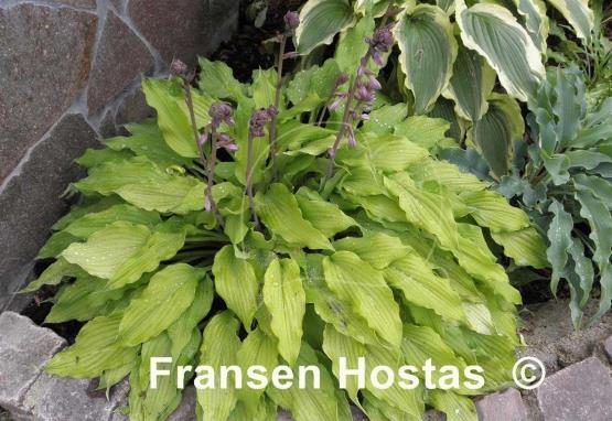 Hosta Marrakech - Fransen Hostas
