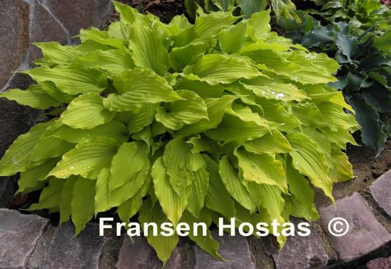 Hosta Marrakech - Fransen Hostas