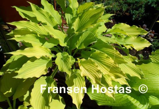 Hosta Marrakech - Fransen Hostas