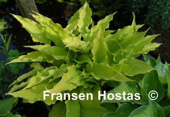 Hosta Marrakech - Fransen Hostas