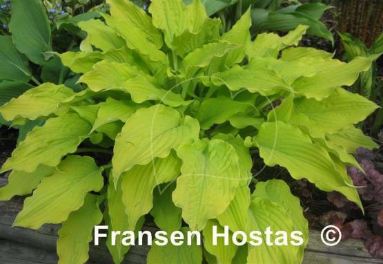 Hosta Marrakech - Fransen Hostas