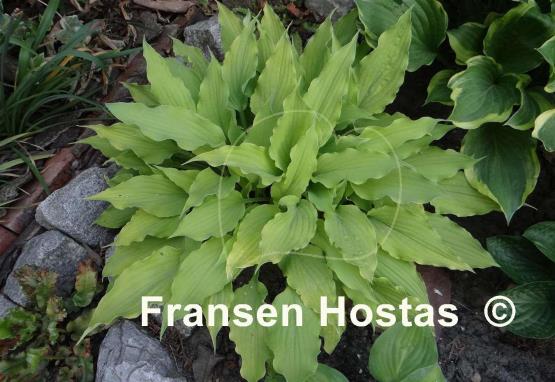 Hosta Marrakech - Fransen Hostas