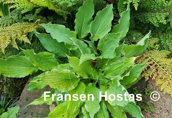 Hosta Marrakech - Fransen Hostas