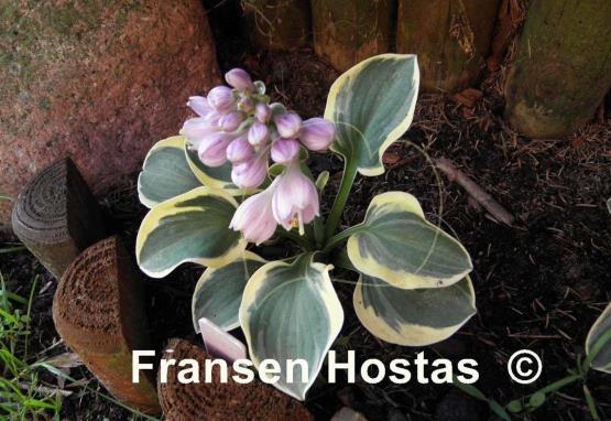 Hosta Mighty Mouse - Fransen Hostas