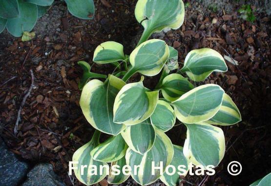 Hosta Mighty Mouse - Fransen Hostas