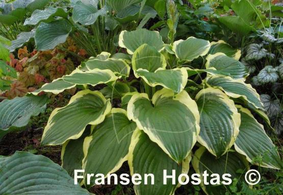 Hosta Minnesota Wild - Fransen Hostas