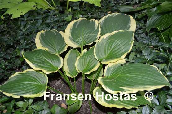 Hosta Minnesota Wild - Fransen Hostas