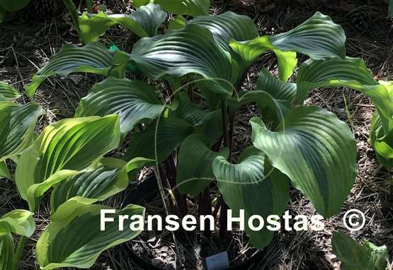 Hosta Monkey Business - Fransen Hostas