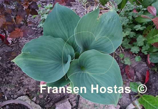 Hosta Moonlight Sonata - Fransen Hostas