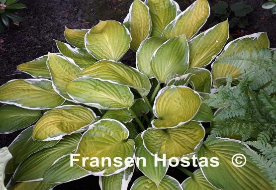 Hosta Moonlight - Fransen Hostas