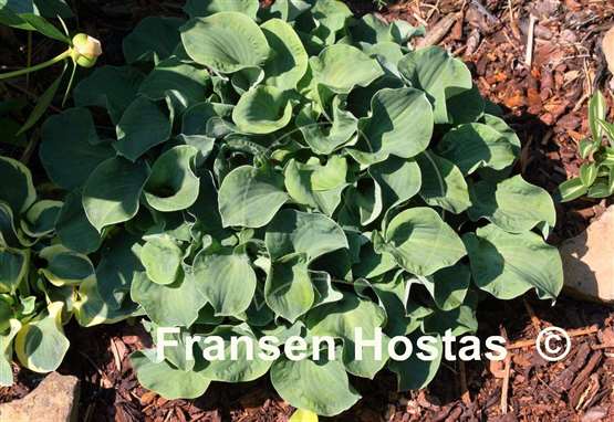 Hosta Mouse FH Collection 2024 - Fransen Hostas