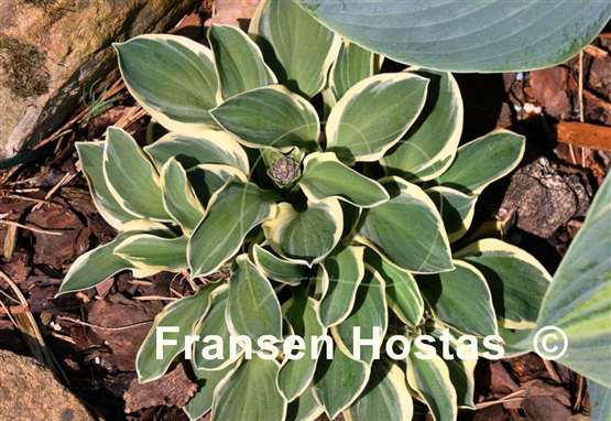 Hosta Mouse FH Collection 2024 - Fransen Hostas