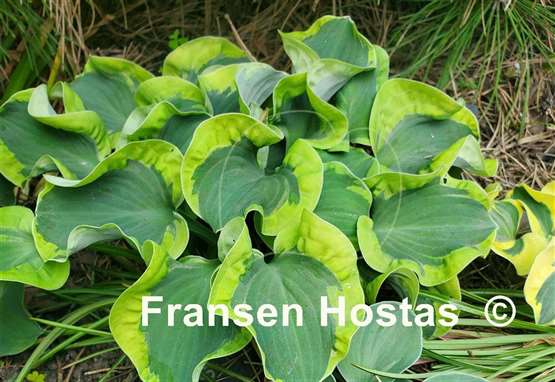 Hosta Mouse FH Collection 2024 - Fransen Hostas