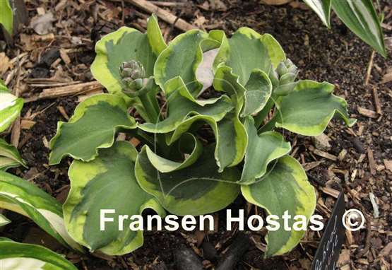 Hosta Mouse FH Collection 2024 - Fransen Hostas