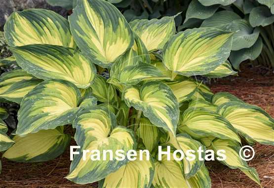 Hosta My Fair Lady - Fransen Hostas
