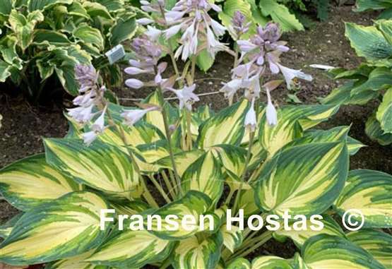 Hosta My Fair Lady - Fransen Hostas
