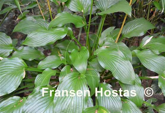 Hosta montana 'Fuji Botan' - Fransen Hostas